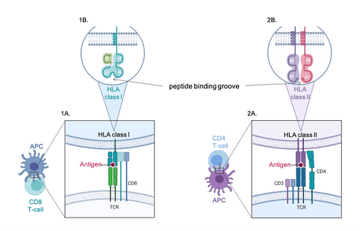 Exploring the puzzle of HLA immunogenetics in COVID-19 patients | Blog